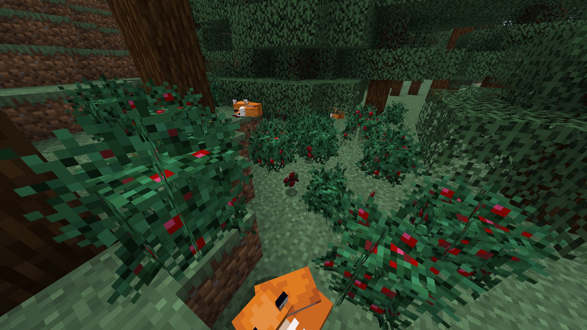 Lush Bush Gallery