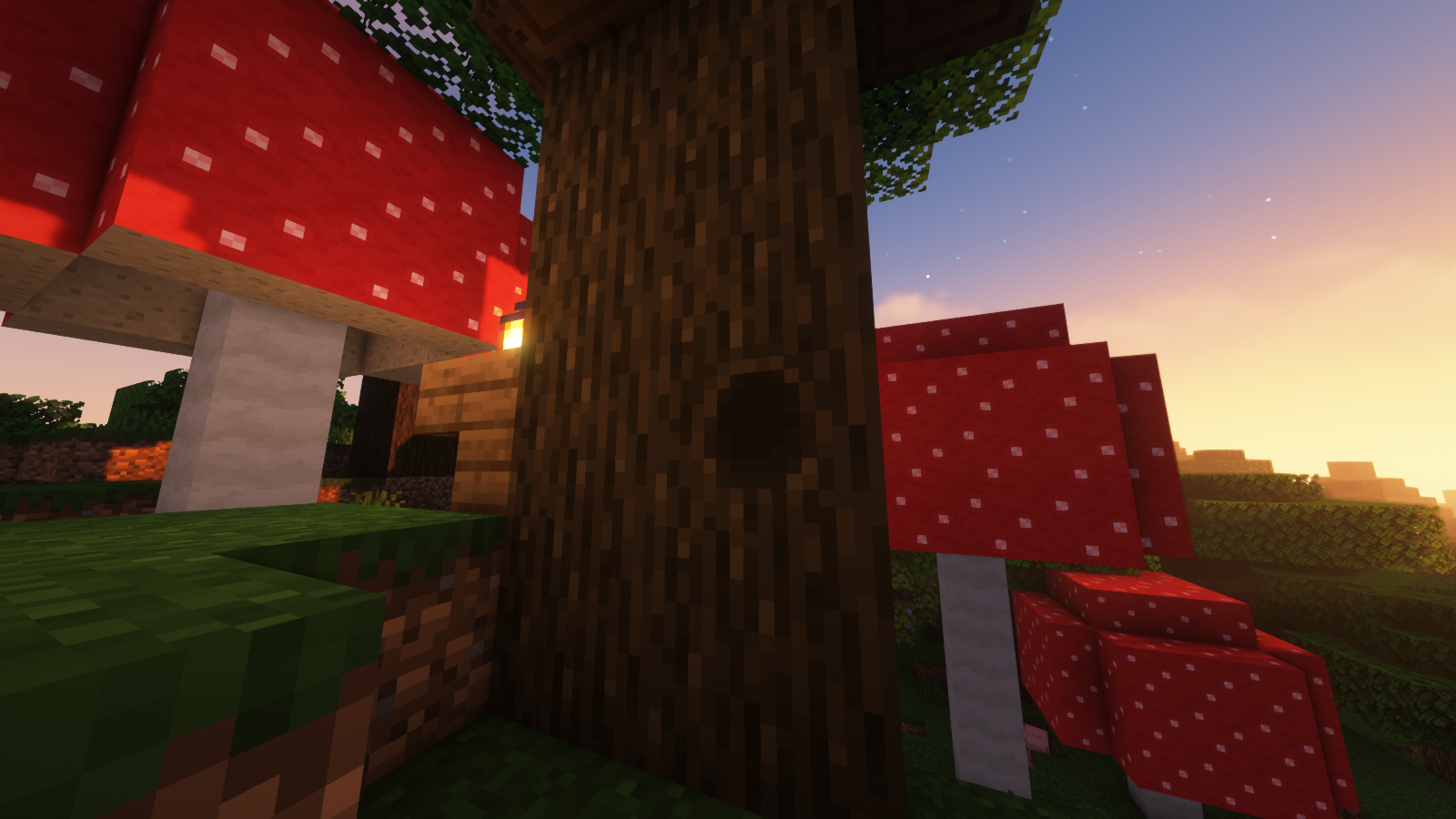 Tree Hollows - Gallery