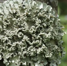 Better Lichen - Minecraft Resource Pack