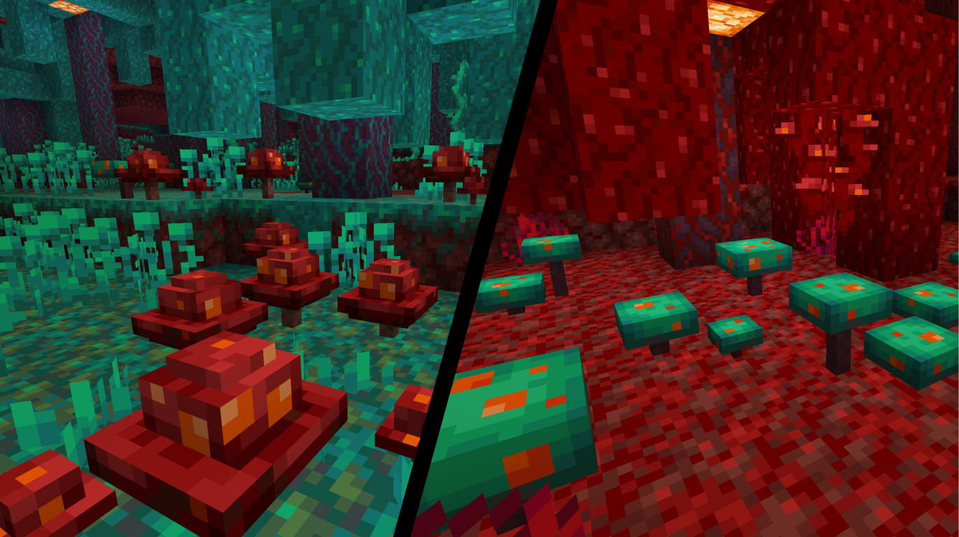 Mushrooms Plus - Gallery